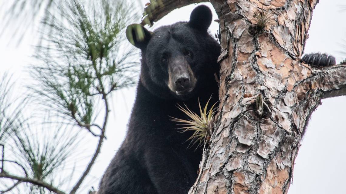 Florida Needs a Green Infrastructure Plan. Our Wildlife Corridor ...